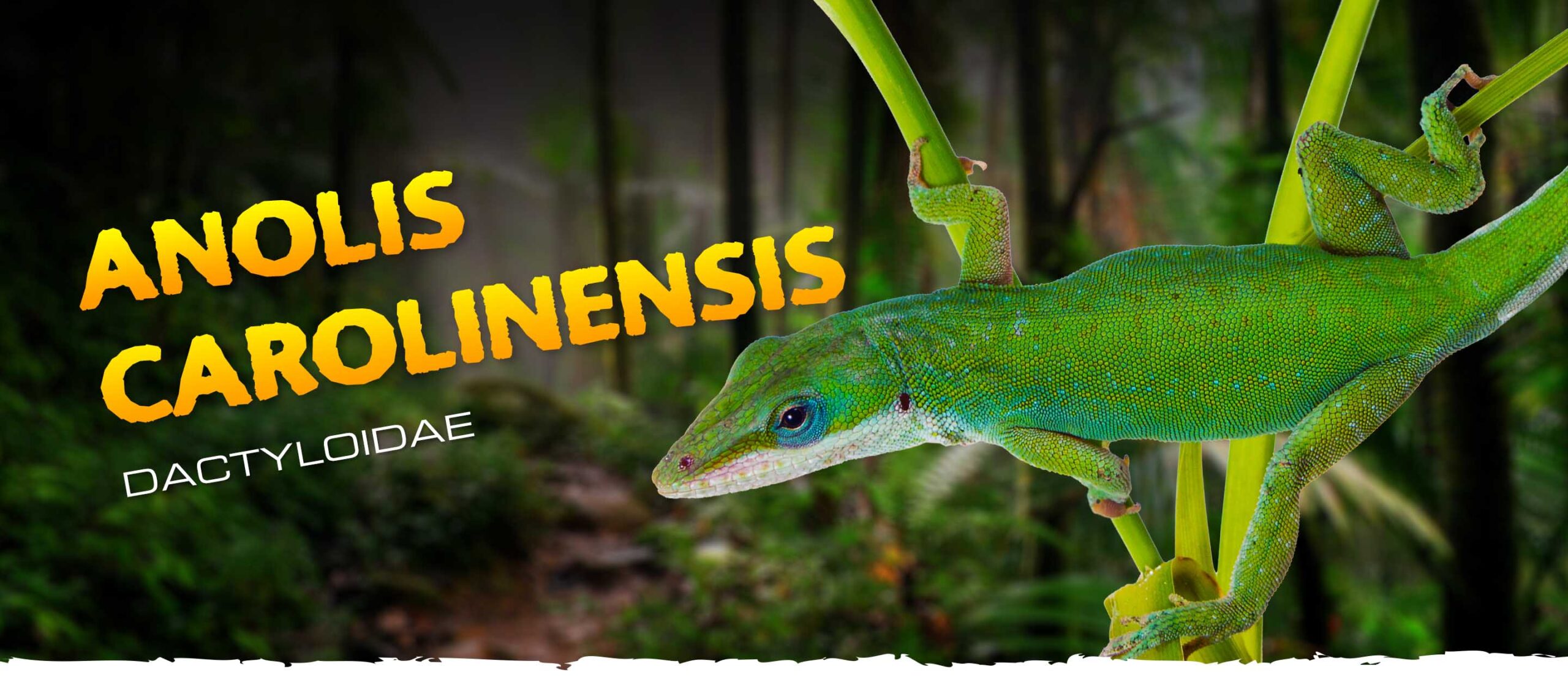 Green Anole