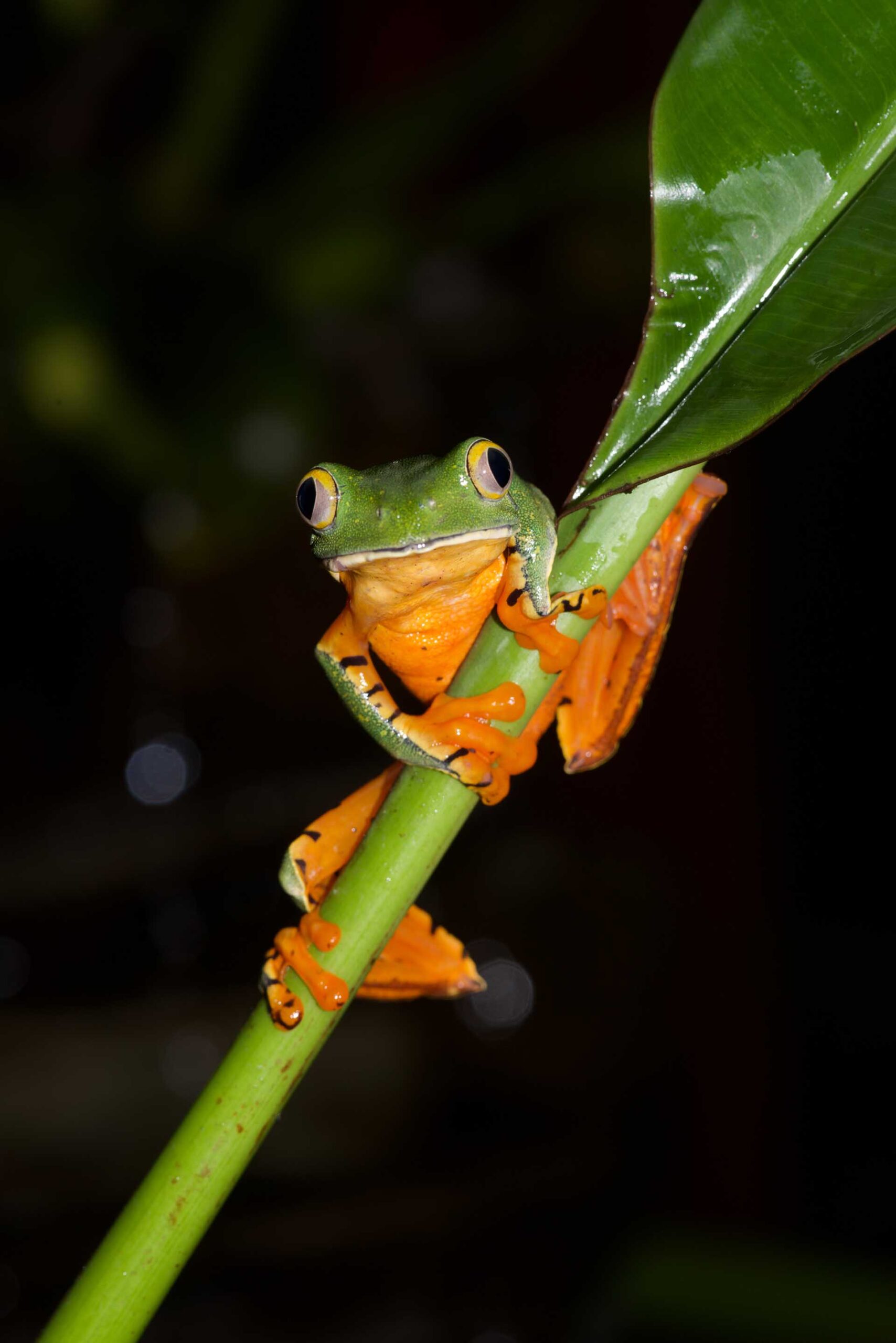 Sylvia's Tree Frog