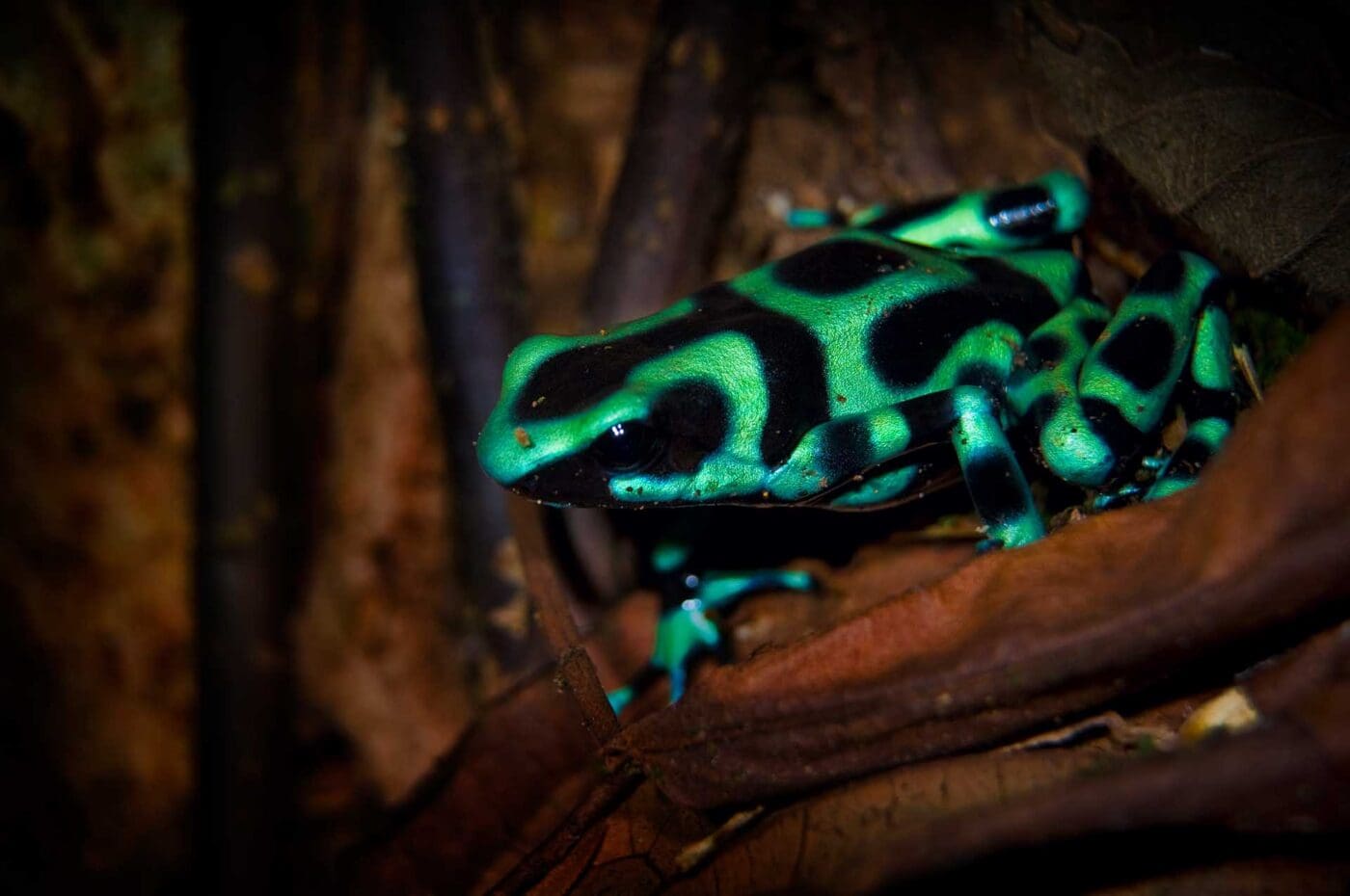 Black Green Poison Dart frog