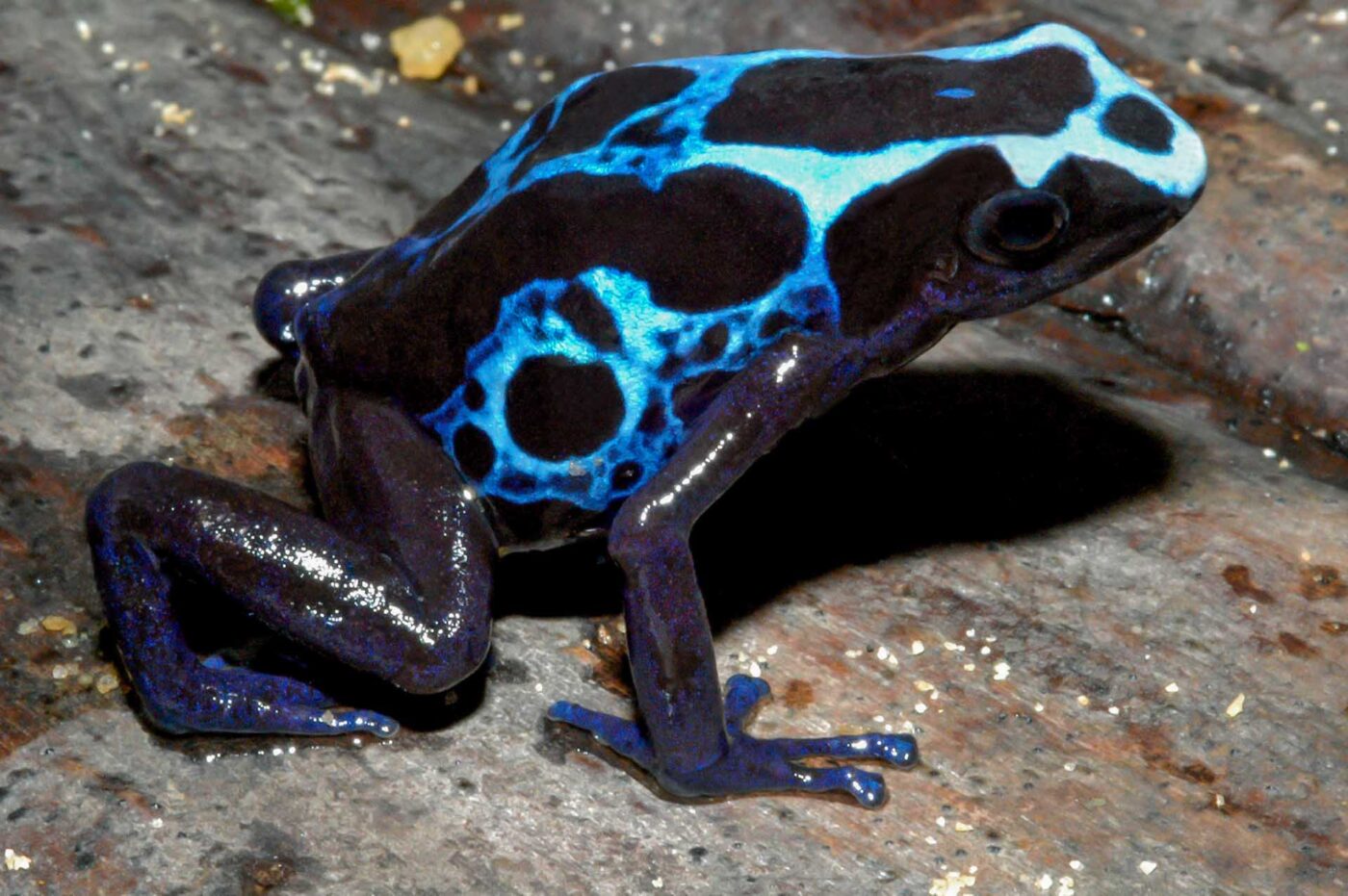 Dyeing Poison Dart Frog