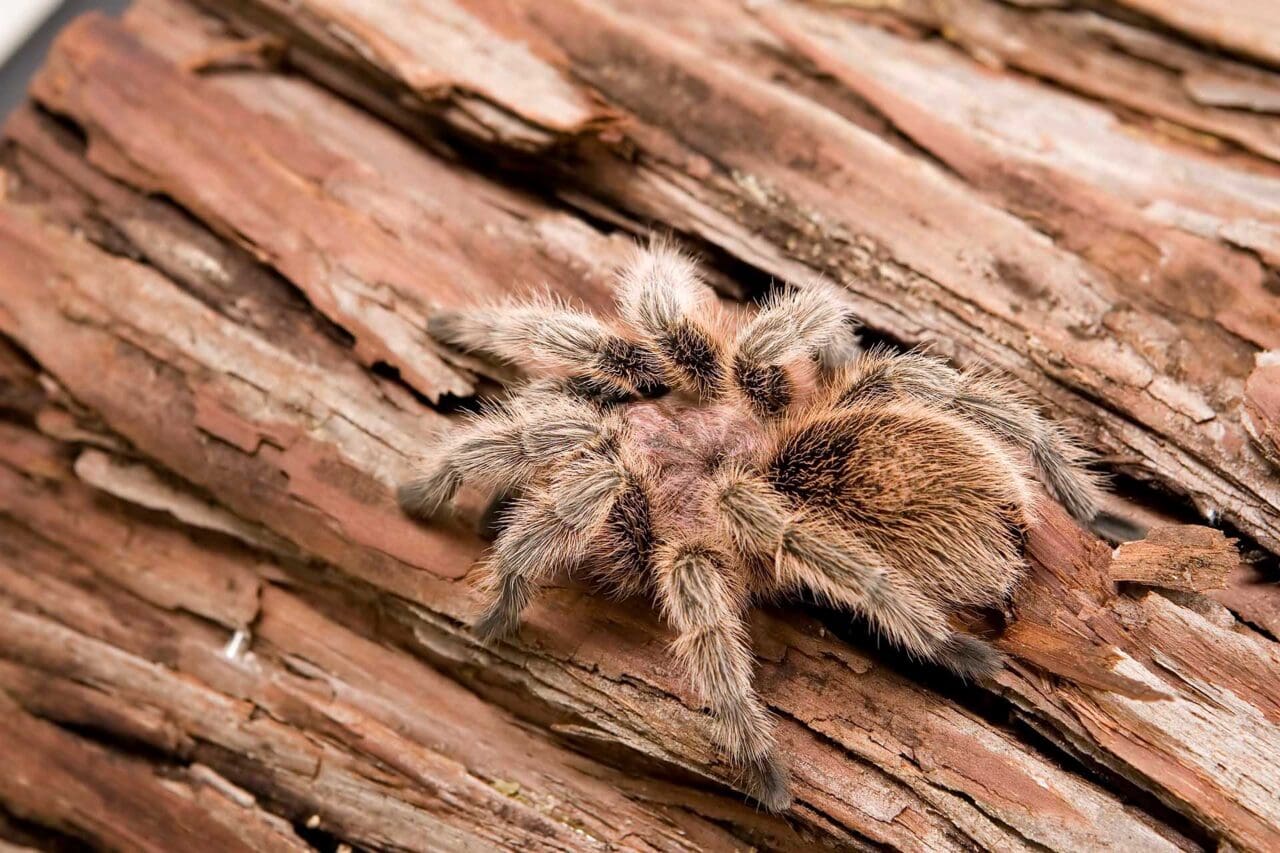 Chilean Rose Tarantula