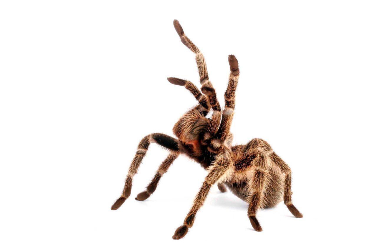 Chilean Rose Tarantula
