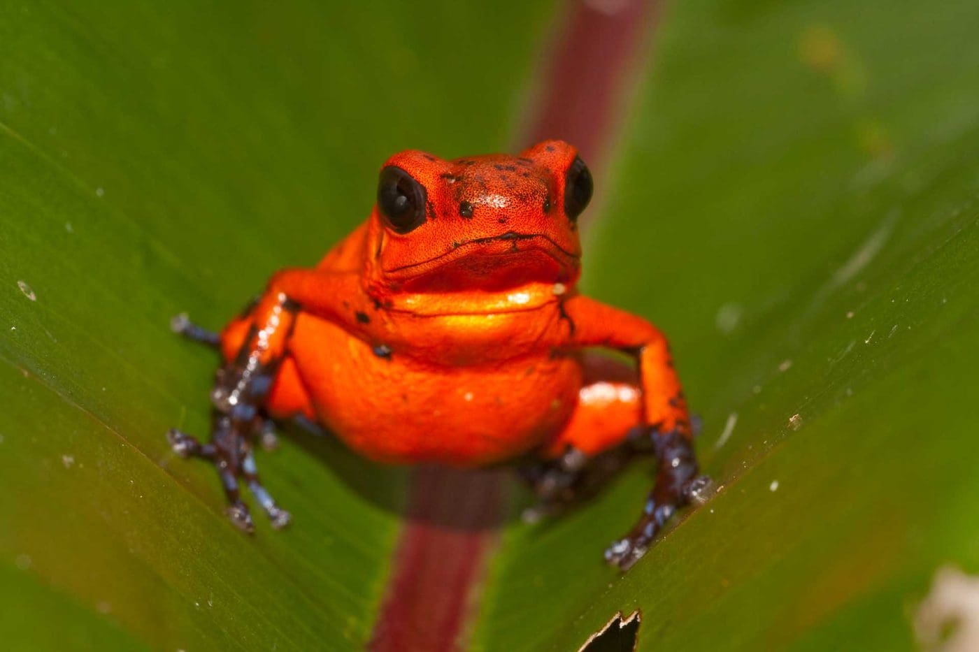 Strawberry Poison Dart Frog