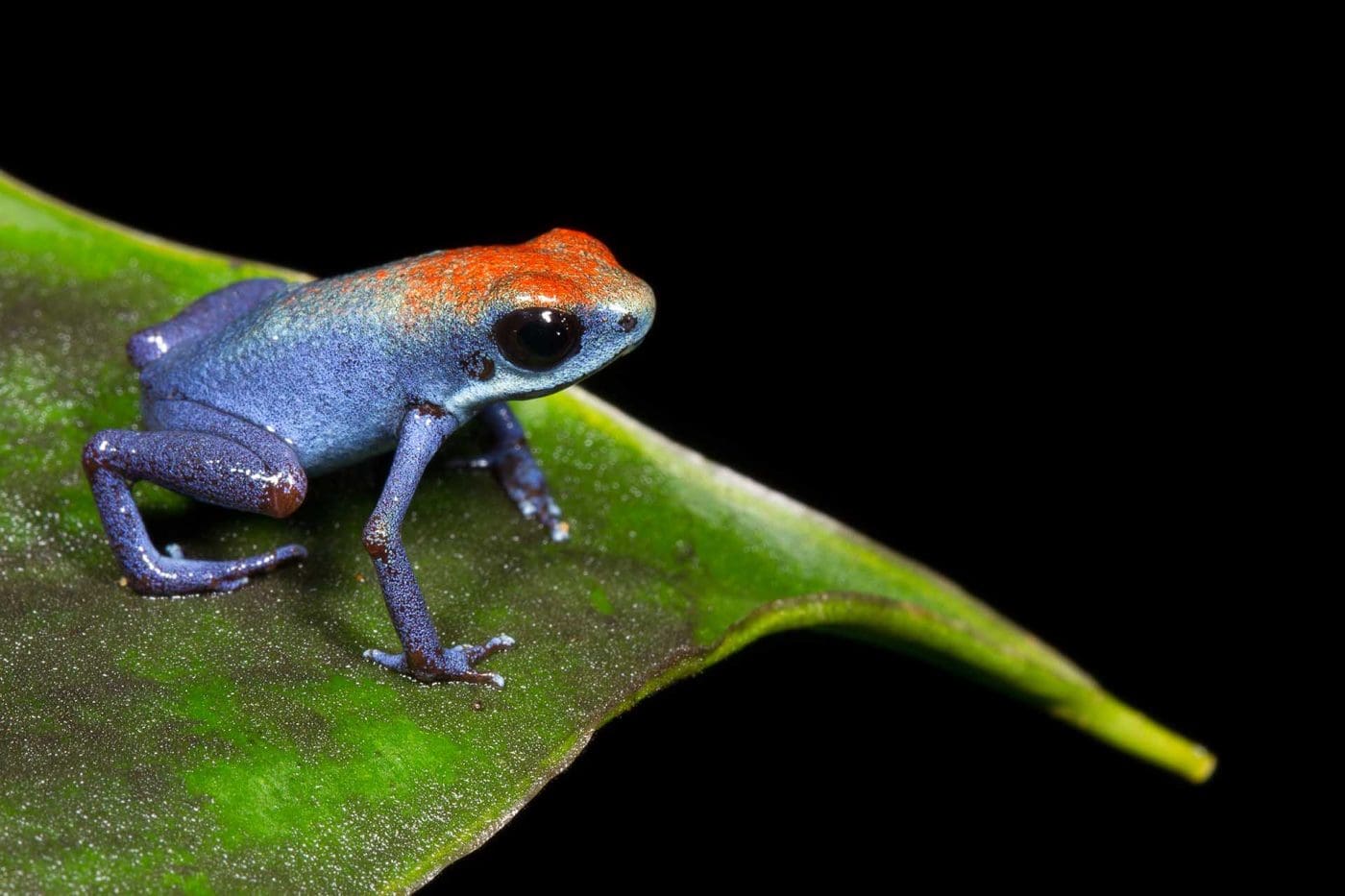 Strawberry Poison Dart Frog