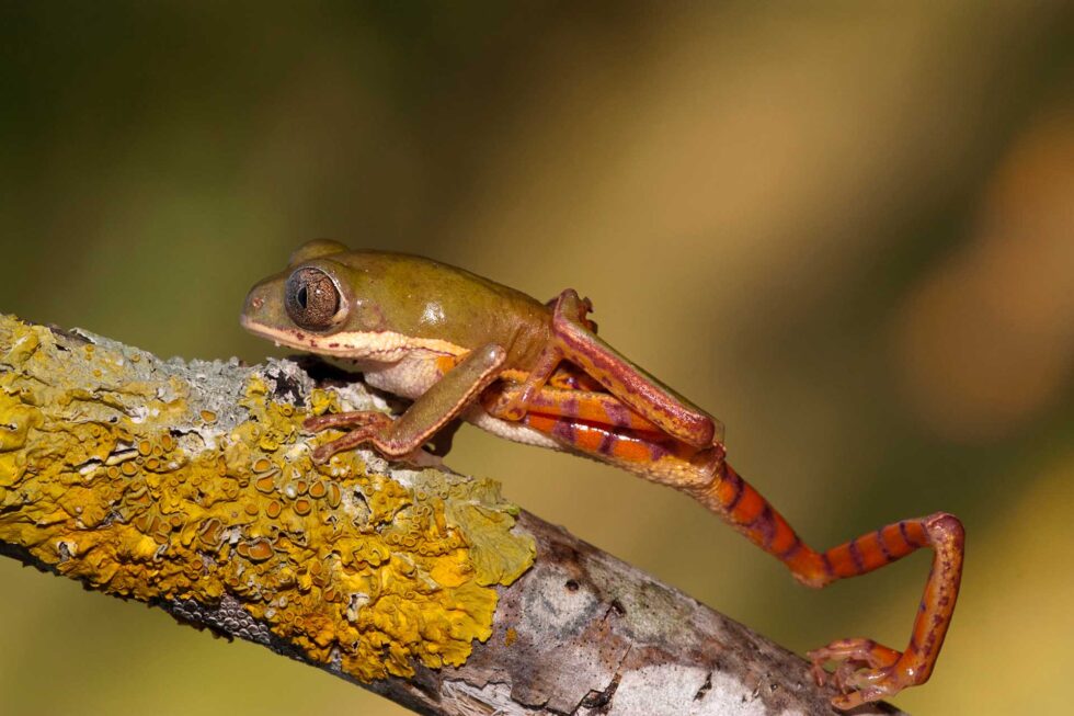 Tiger-Legged Monkey Frog