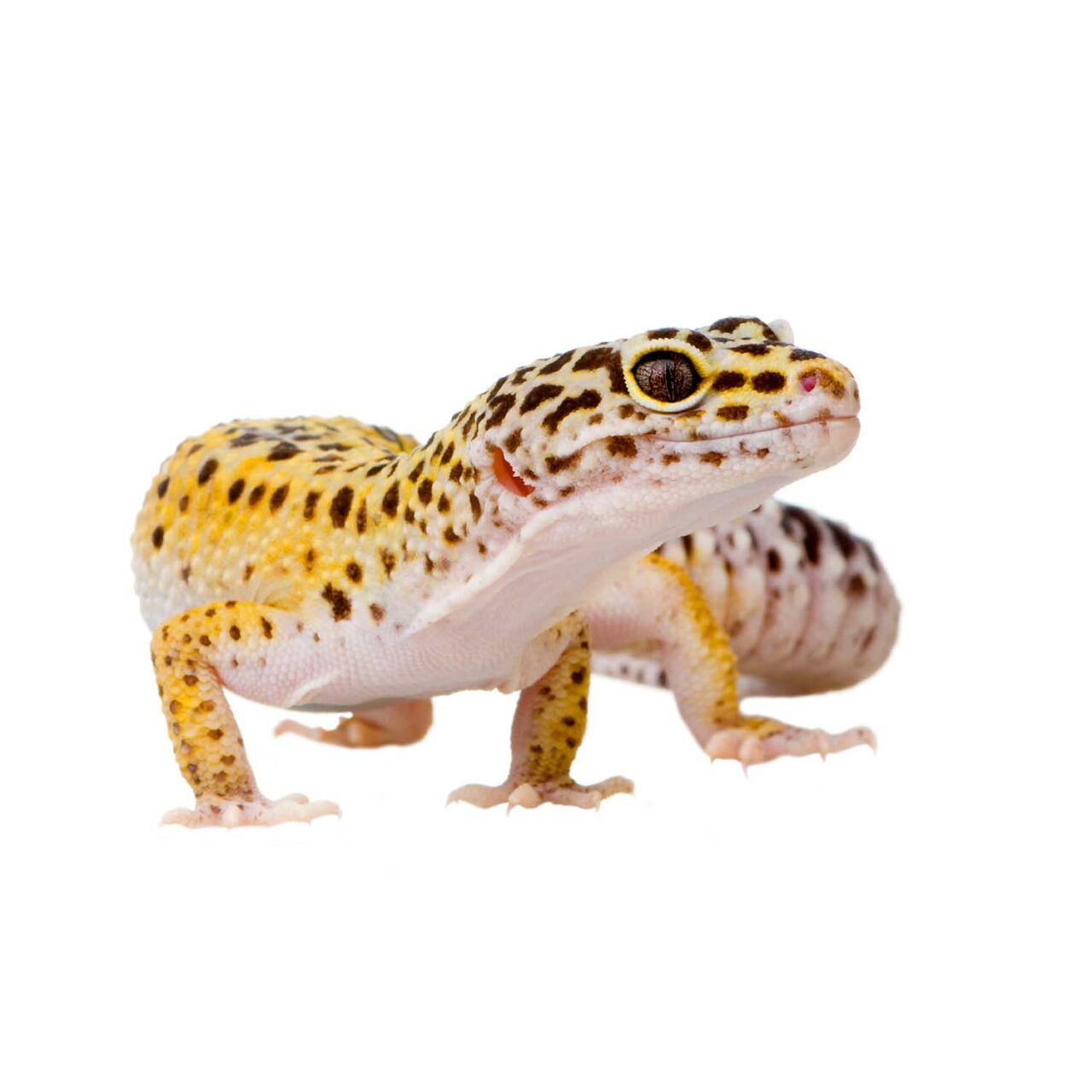 Leopard Gecko