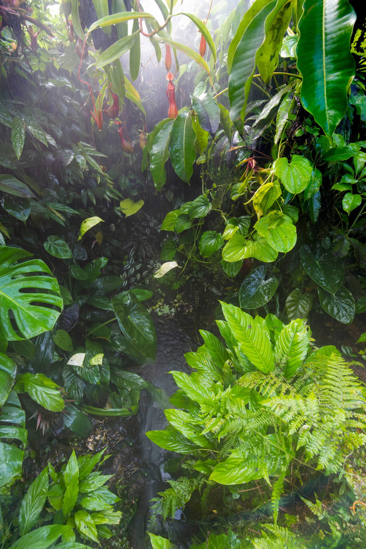 Perfecting Terrarium Conditions - Exo Terra
