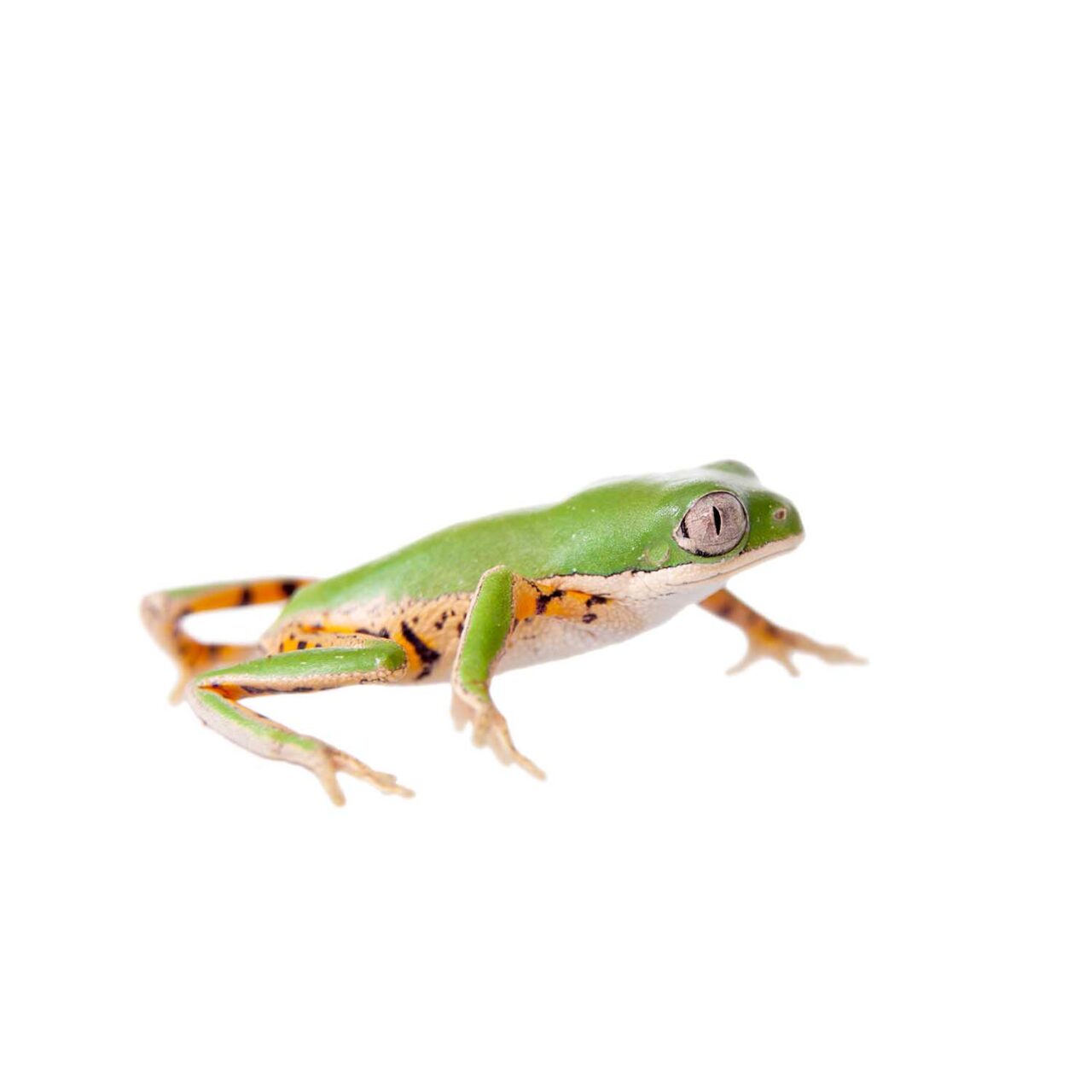 Tiger-Legged Monkey Frog