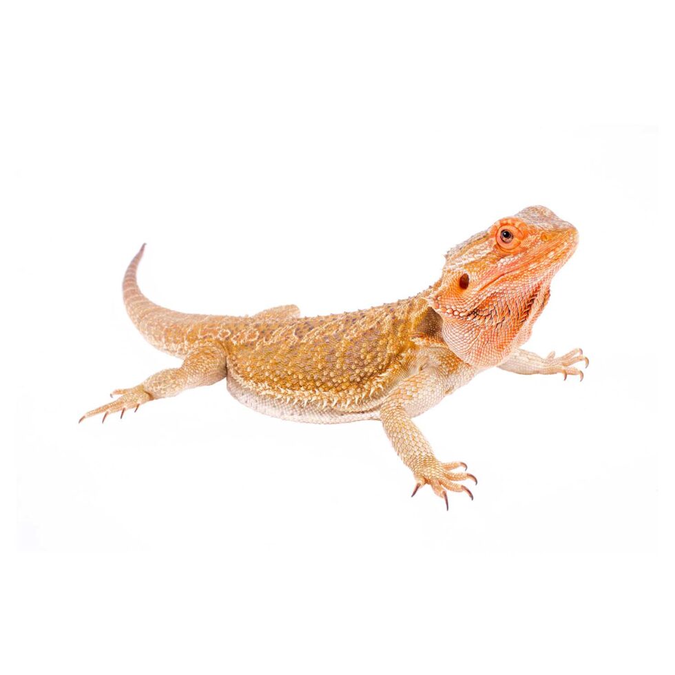 Bearded Dragon