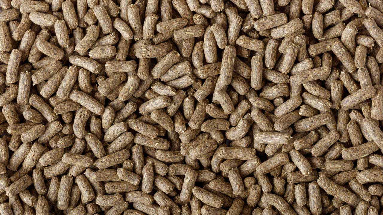 Dietas En Pellets - Exo Terra ES